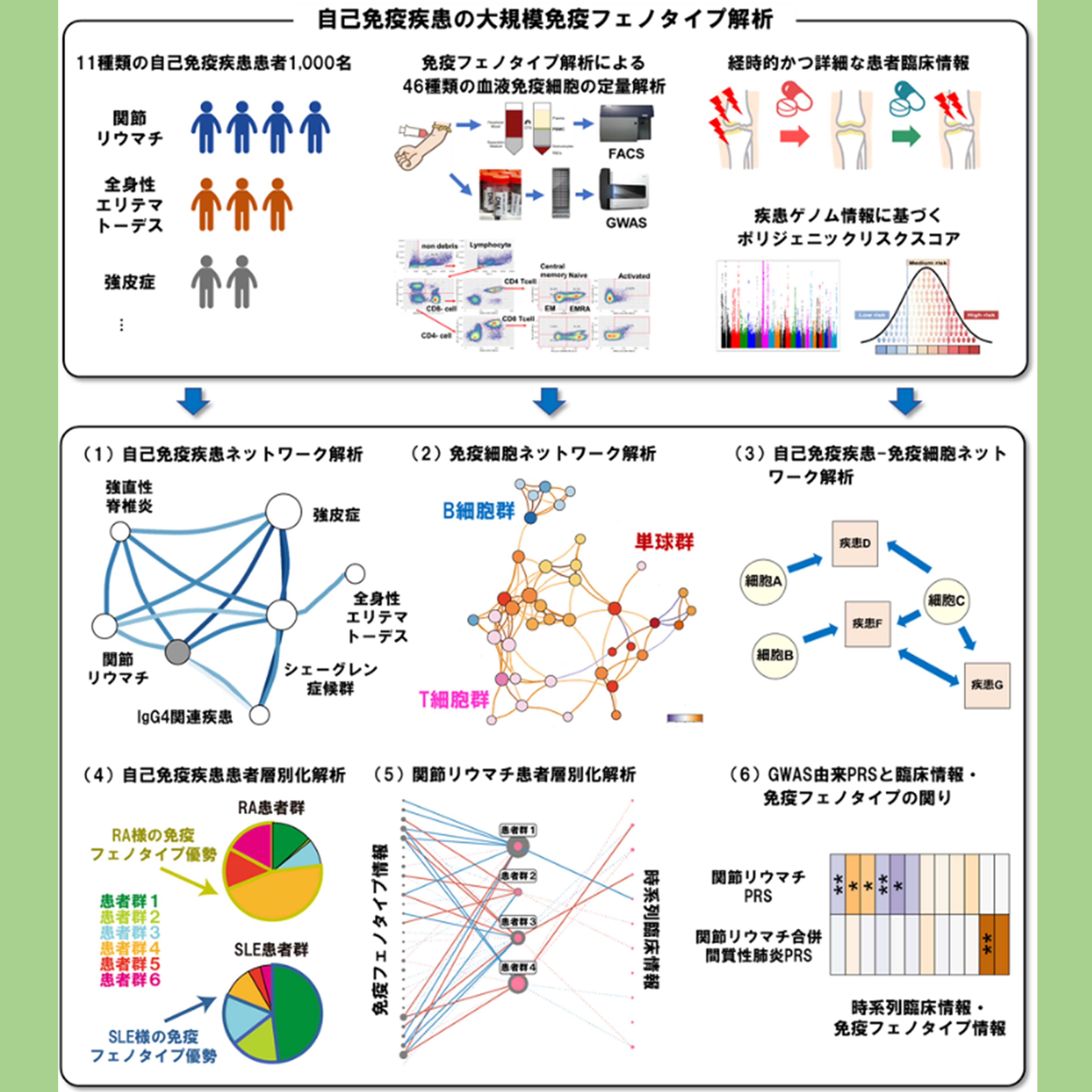 11種類の自己免疫疾患の患者さんを対象とした過去最大規模の免疫フェノタイプ解析で層別化、個別化医療への実装に期待 Raresレアズ