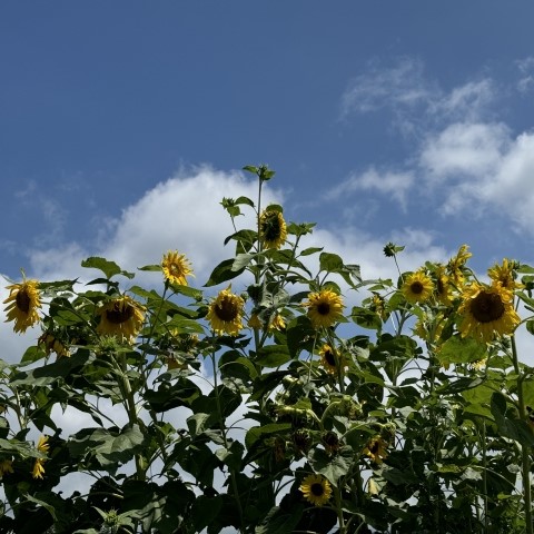 潰瘍性大腸炎とクローン病を対象に開発中の治療薬RG6631の導入契約を締結 | RareS.(レアズ)